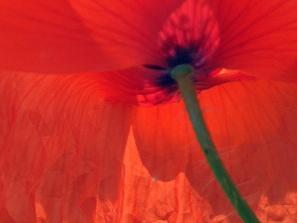 NaturBunt · Conny Fischer