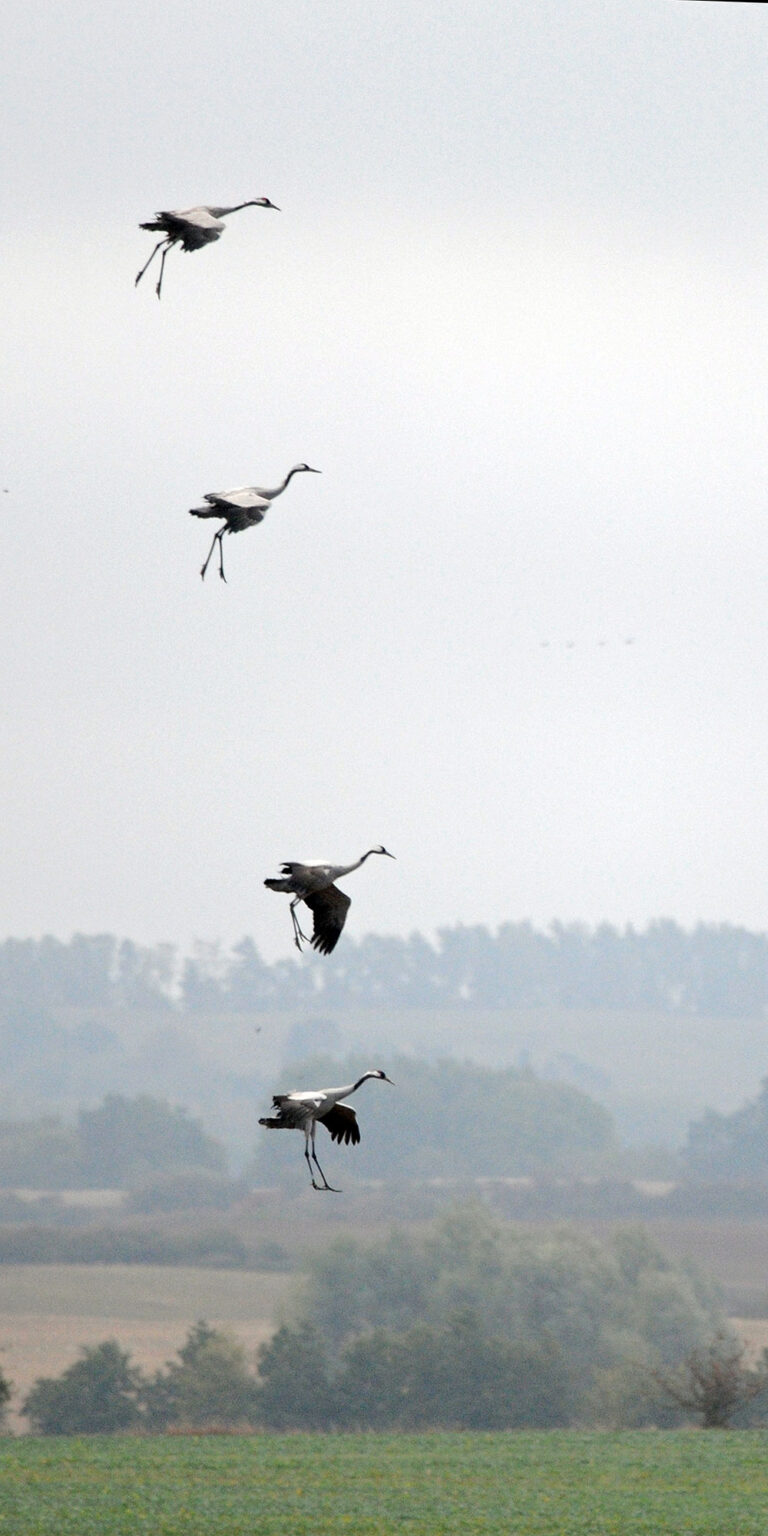 Ausgestellt · Conny Fischer